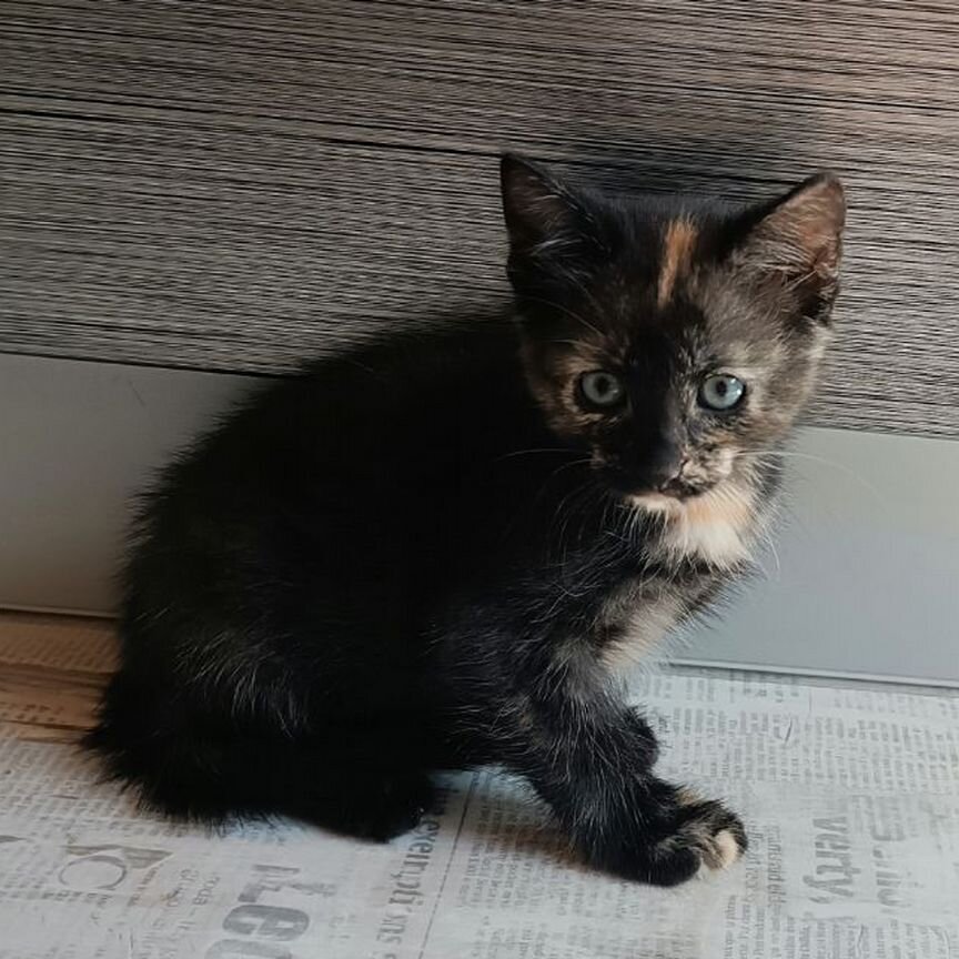 Отдам в хорошие руки котенка