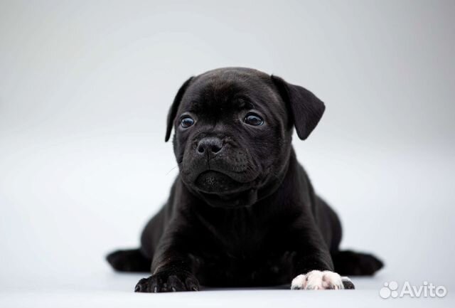 Мальчик стаффи