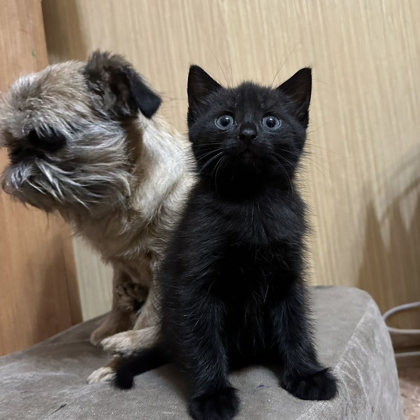 Котенок интелегент
