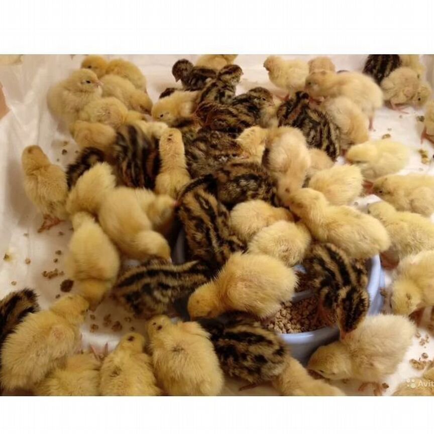 Перепела суточные