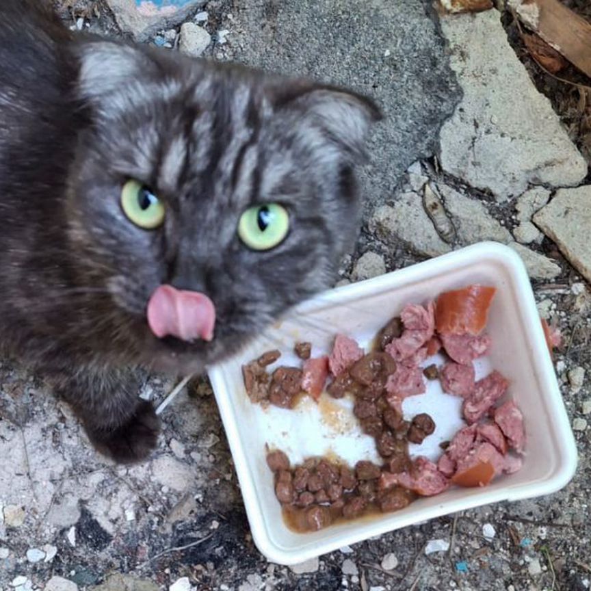 Шотландская вислоухая кошечка