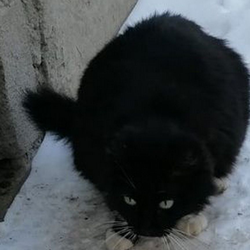 Беременная кошка