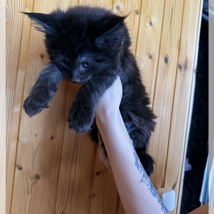 Мейн-кун котёнок
