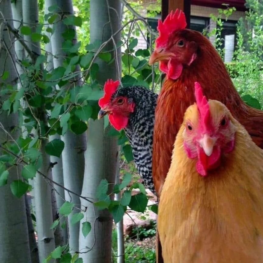 Куры несушки и молодые петушки