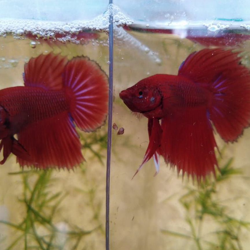 Рыбка петушок (опт)