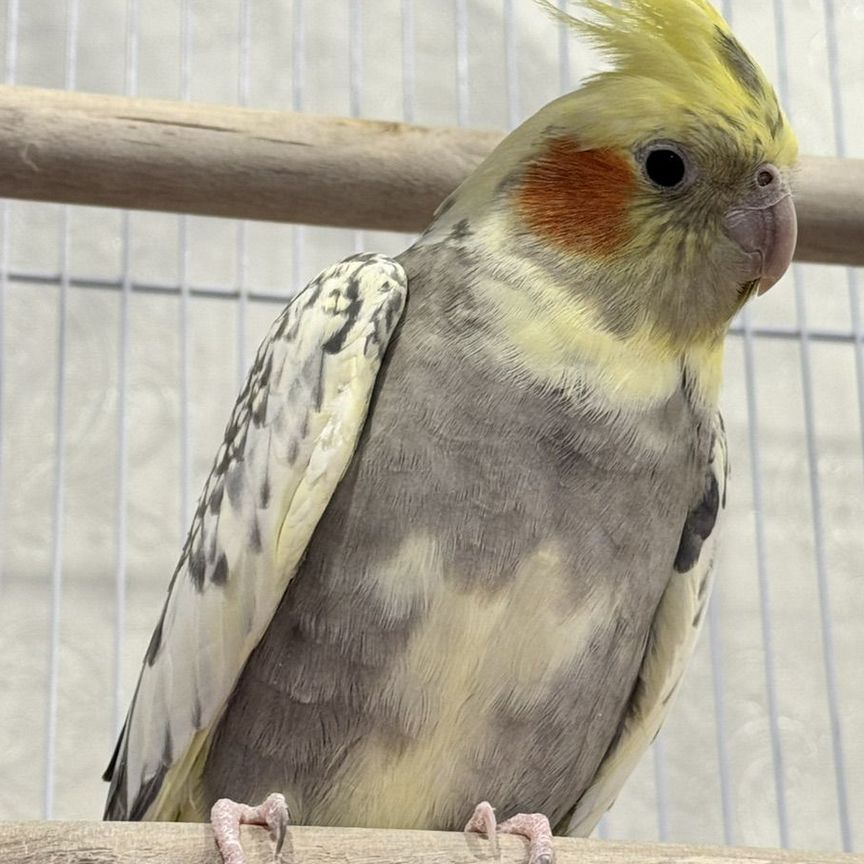 Попугай корелла девочка