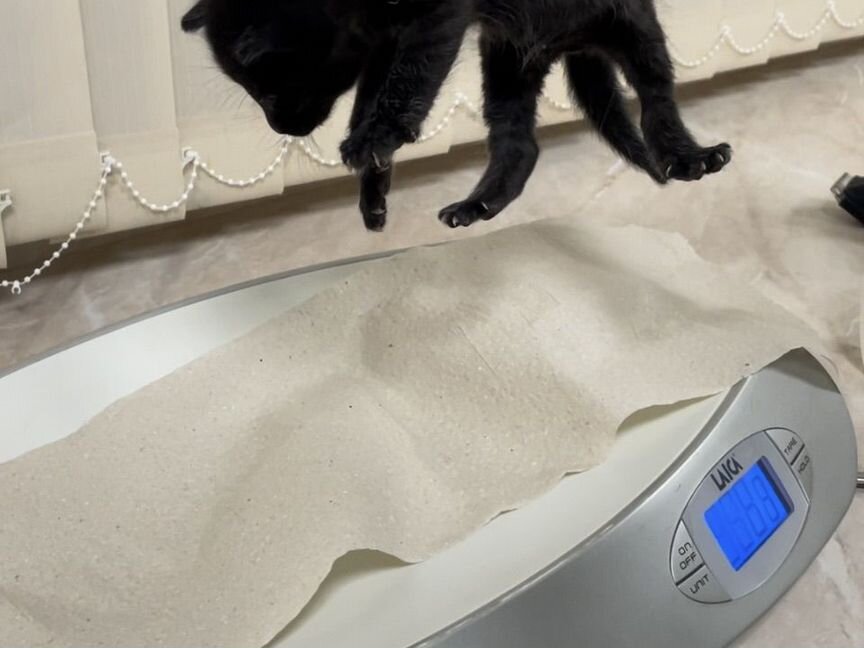 Котята в добрые руки бесплатно