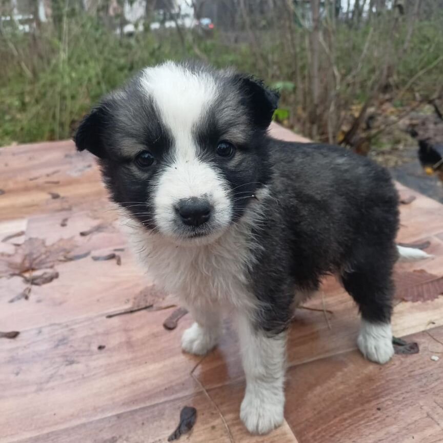 Щенки в добрые руки