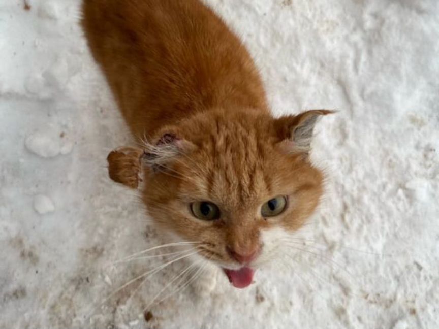 Кот рыжий без уха