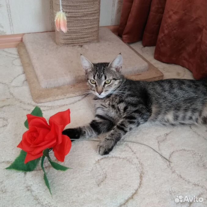 Красавица Симона