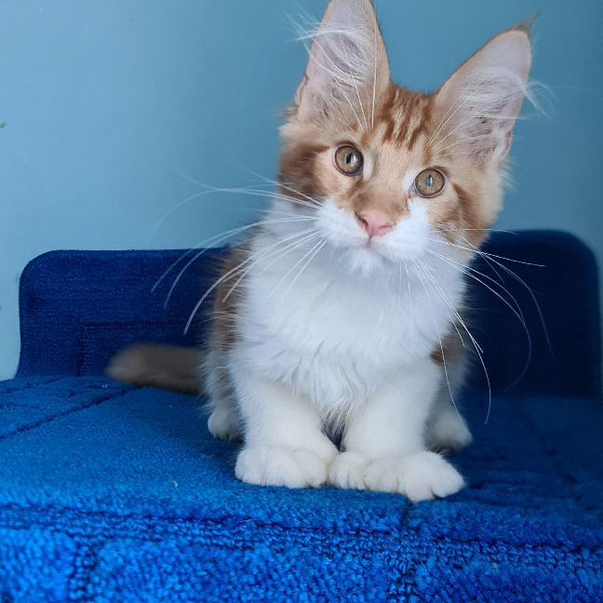 Мейн-кун в варежках