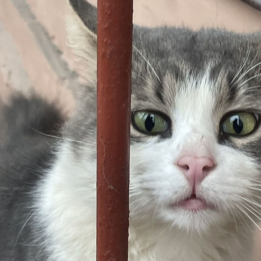 Коты в добрые руки санкт-петербург