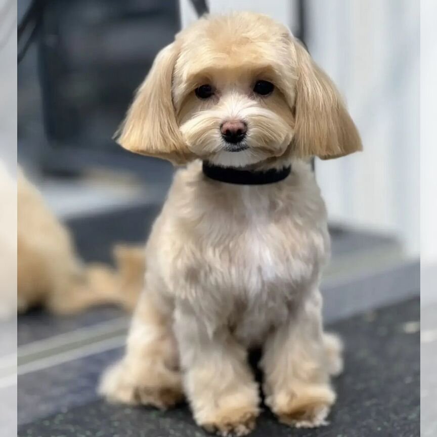 Мальтипу, щенок