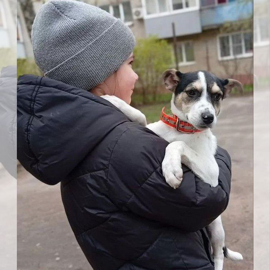 Щенок в добрые руки