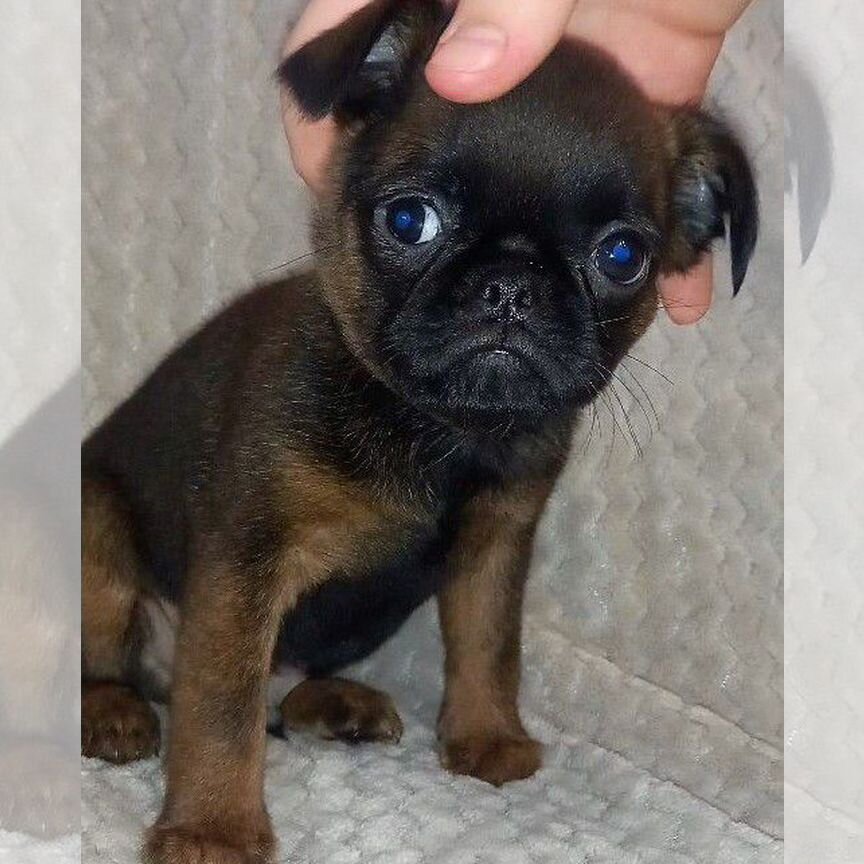 Пти брабансон