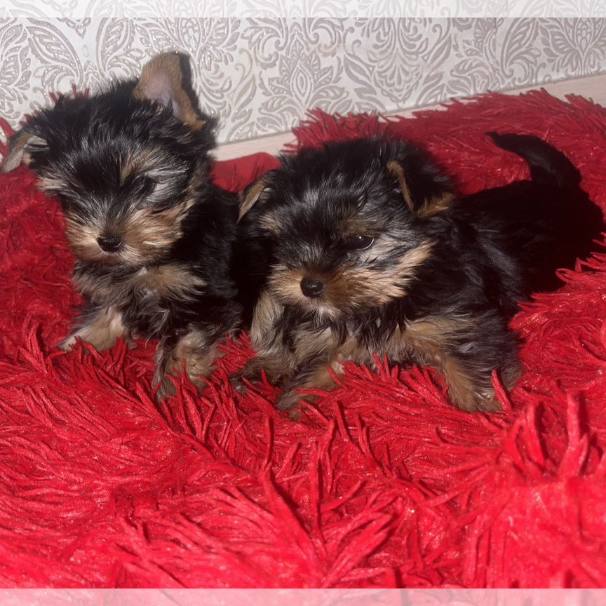 Йоркширский терьер, щенок