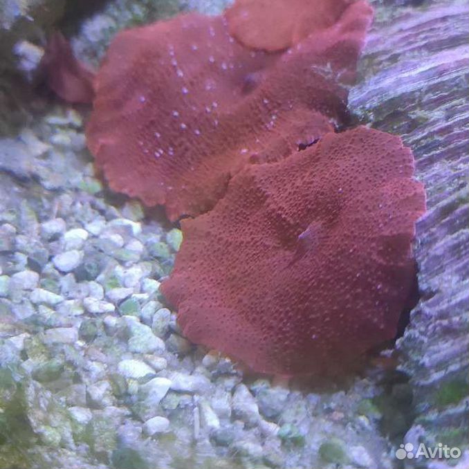 Коралл дискосома