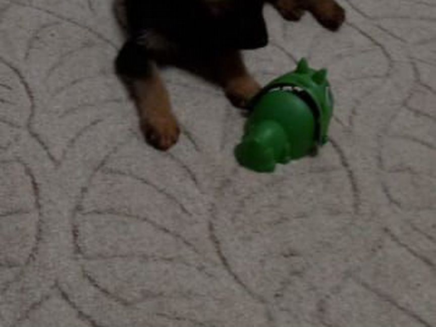 Немецкая овчарка