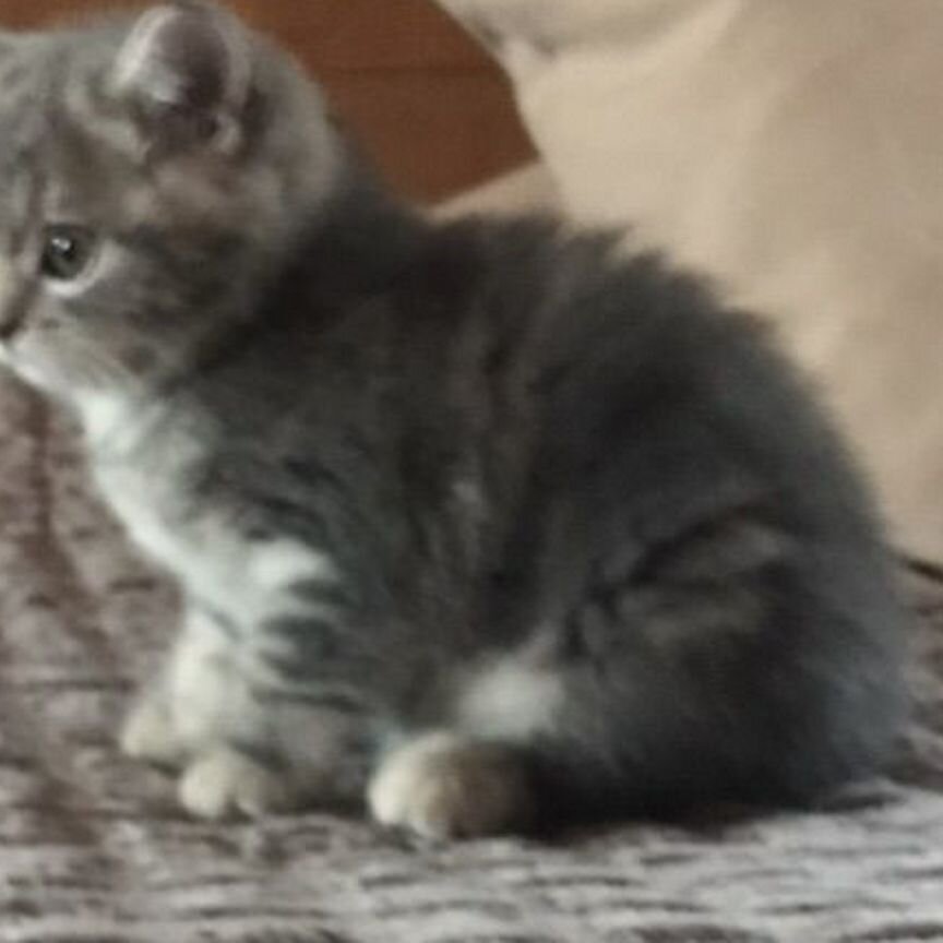 Шотландский прямоухий длинношёрстный котёнок