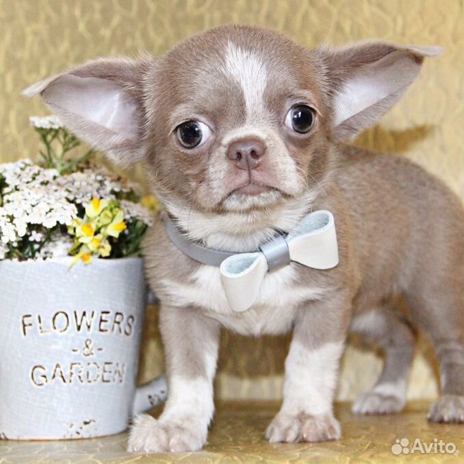 Лиловая кукла