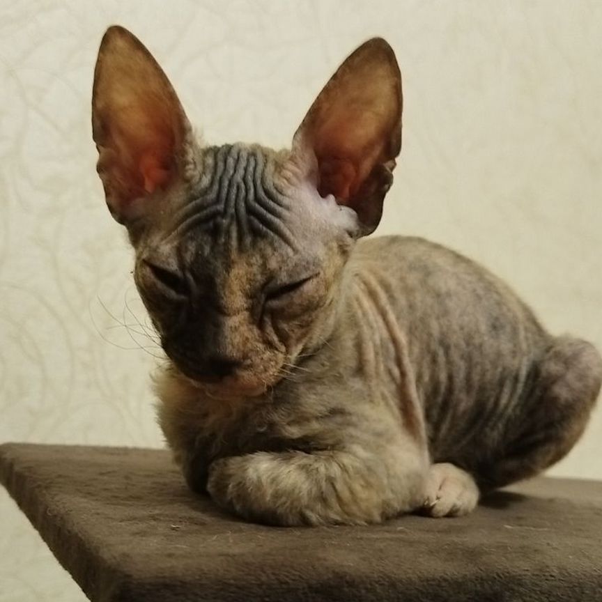 Донской сфинкс котёнок