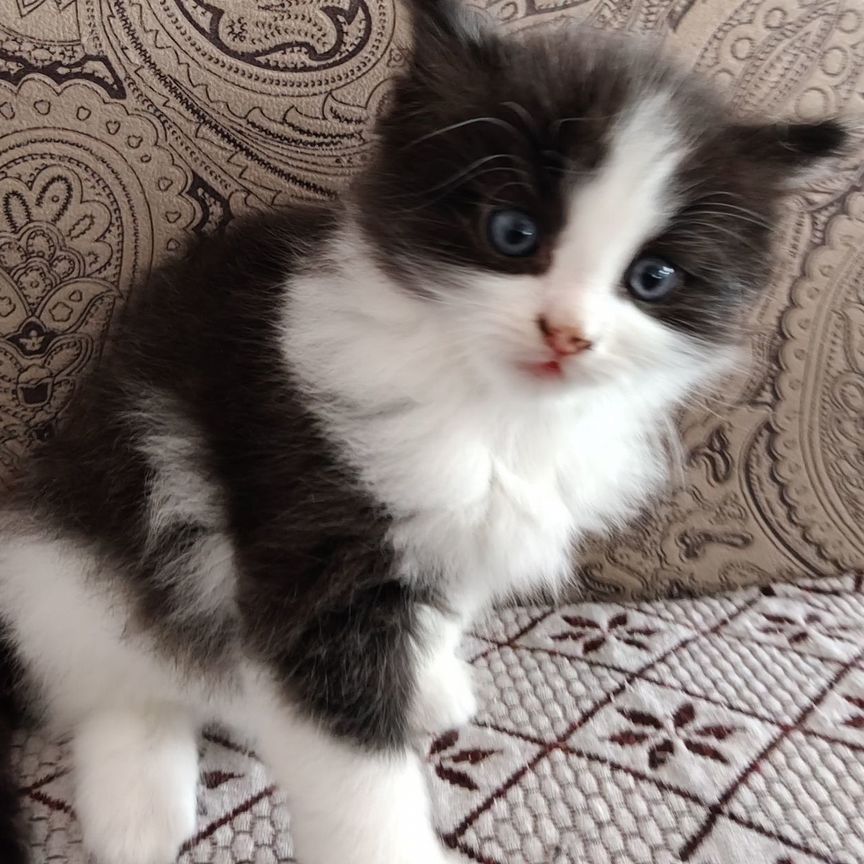 Котёнок в добрые руки