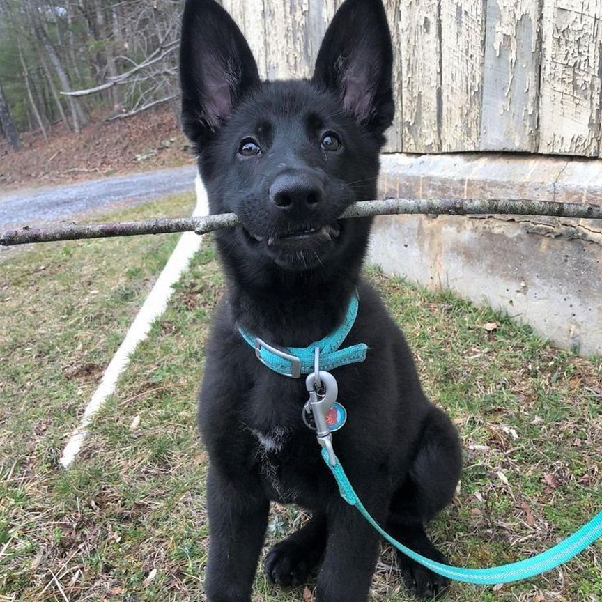 Продаю щенка немца