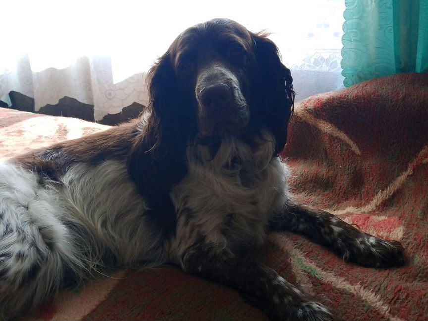 Русский спаниель вязка