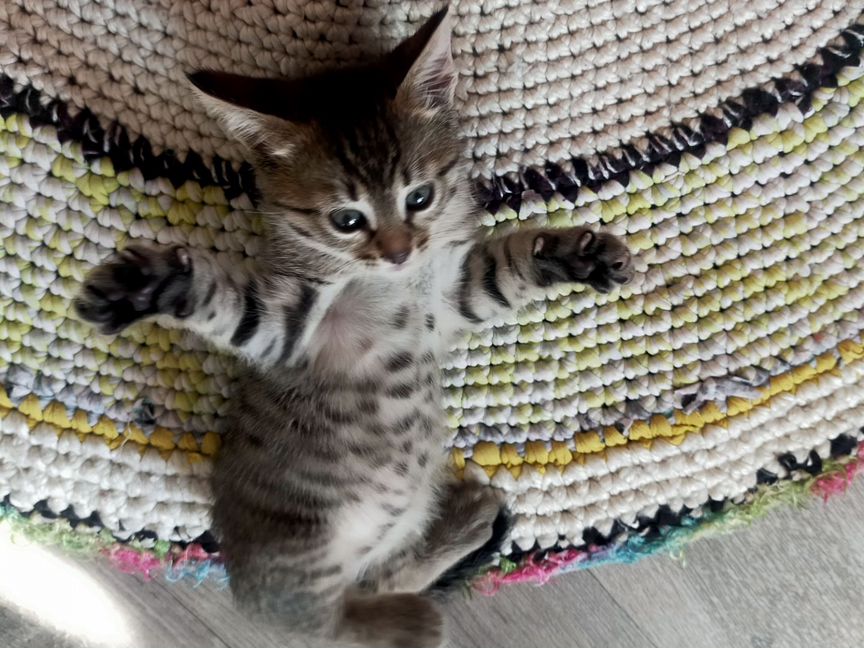 Котенок девочка игрулька