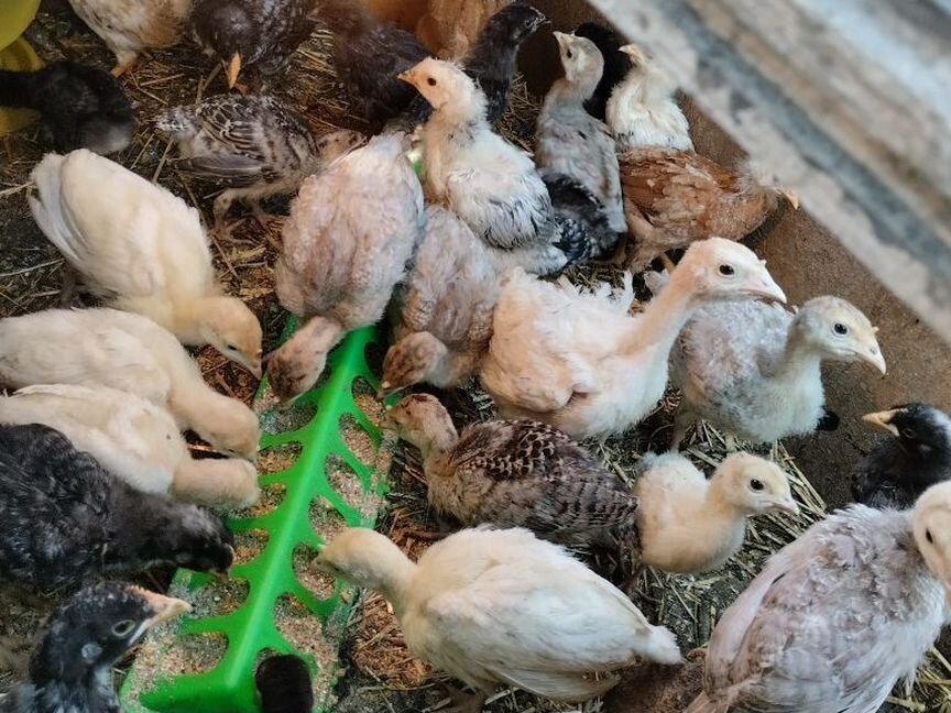 Индюшата домашние