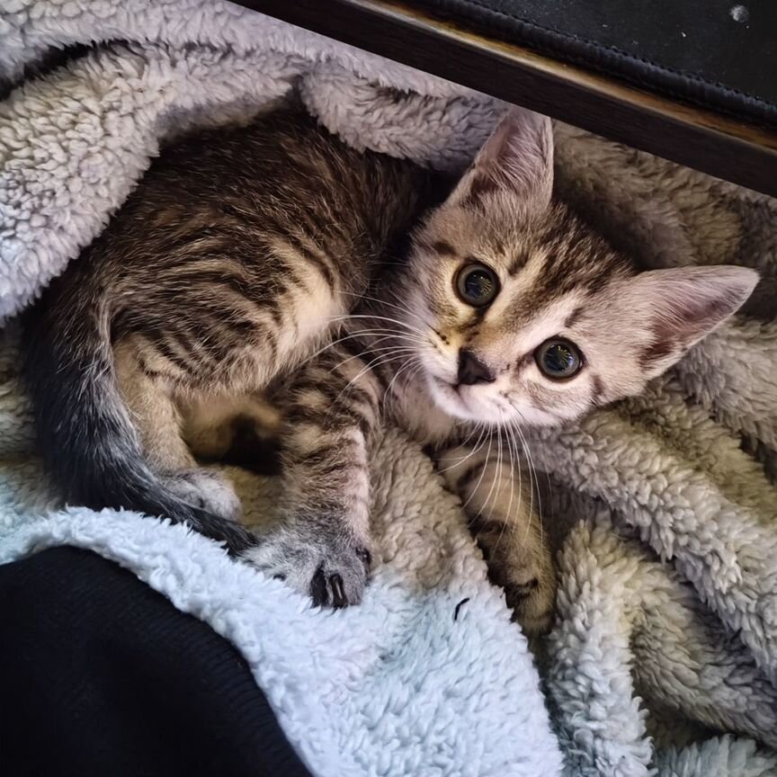 Котёнок в добрые руки