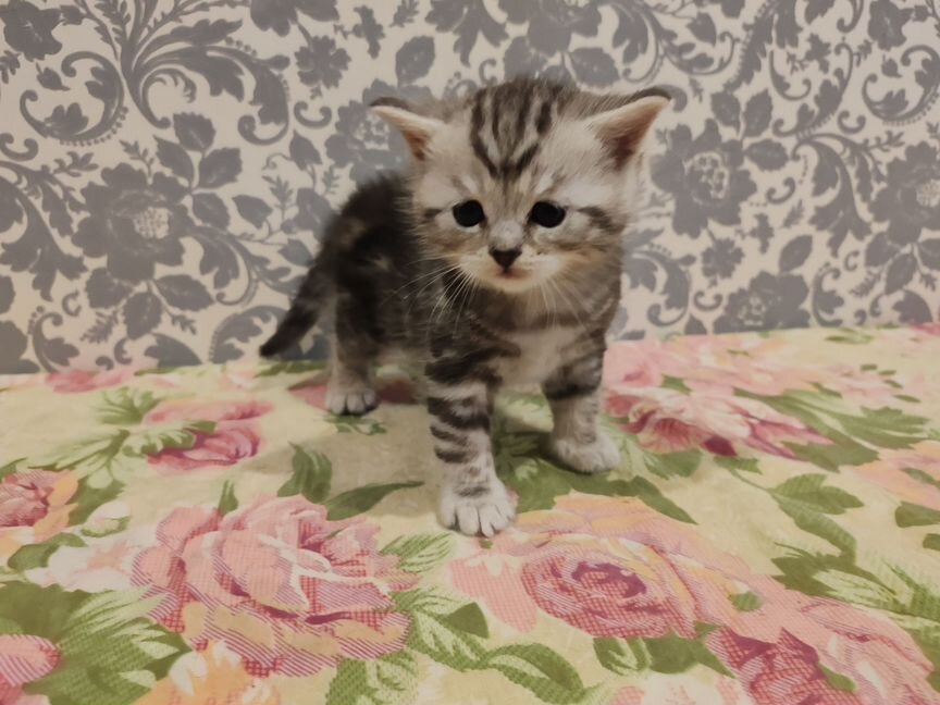 Шотландские вислоухие котята