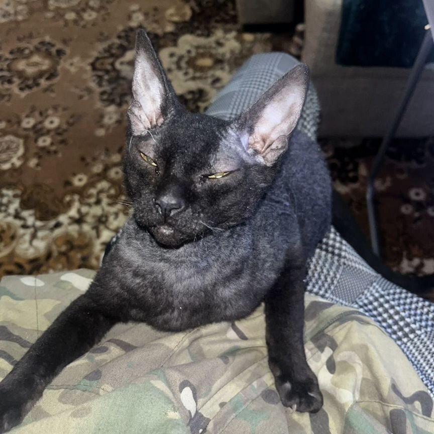 Котенок сфинкс браш