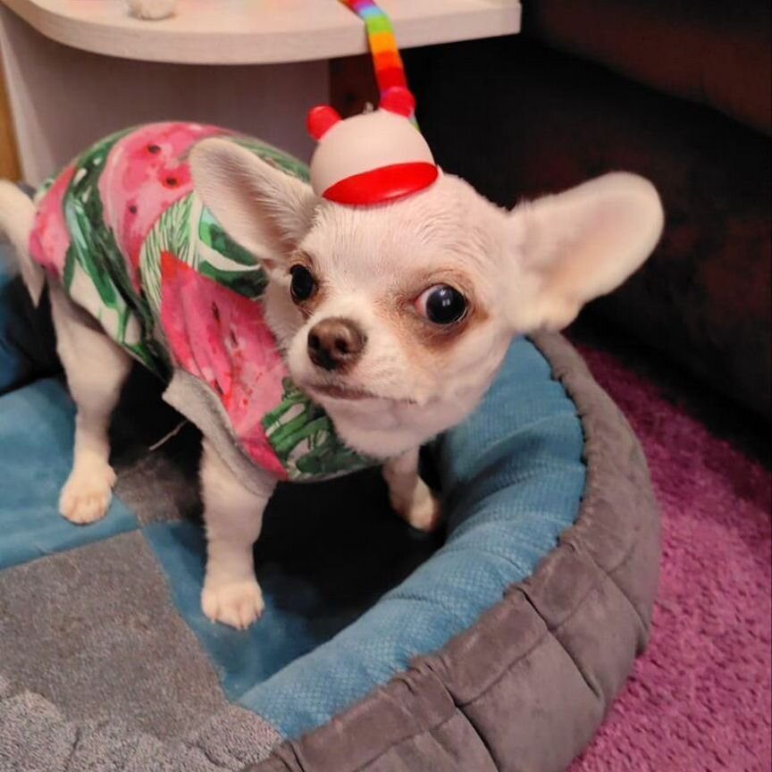 Чихуахуа мини 7 мес