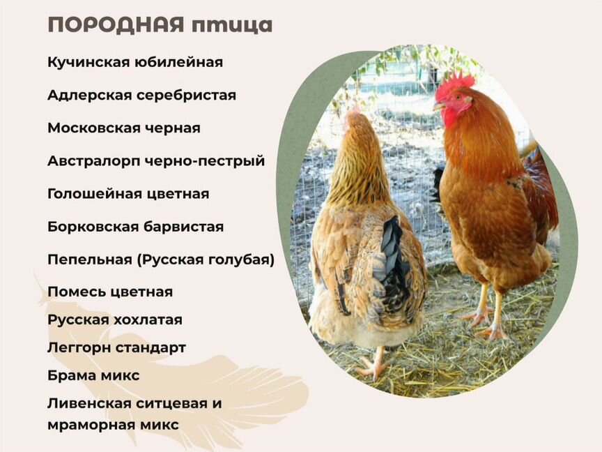 Инкубационное яйцо породистых кур