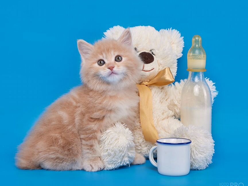 Котята курильского бобтейла