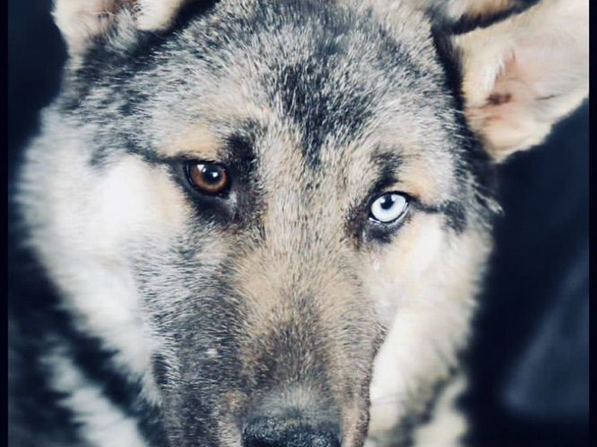 Собака в добрые руки щенок хаски