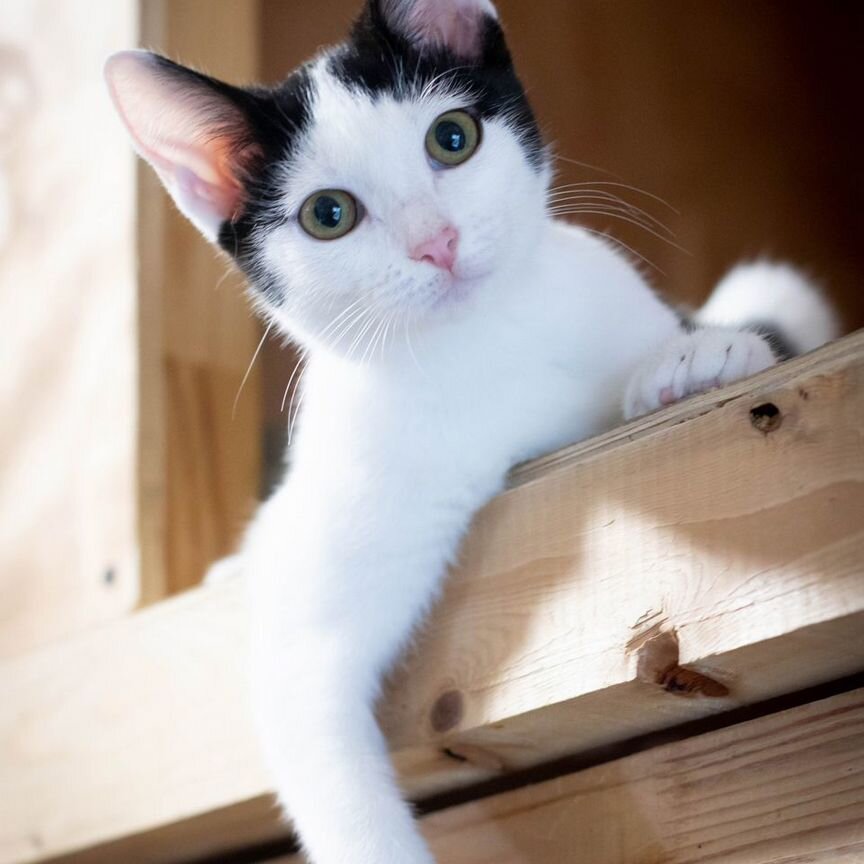Котенок Люся