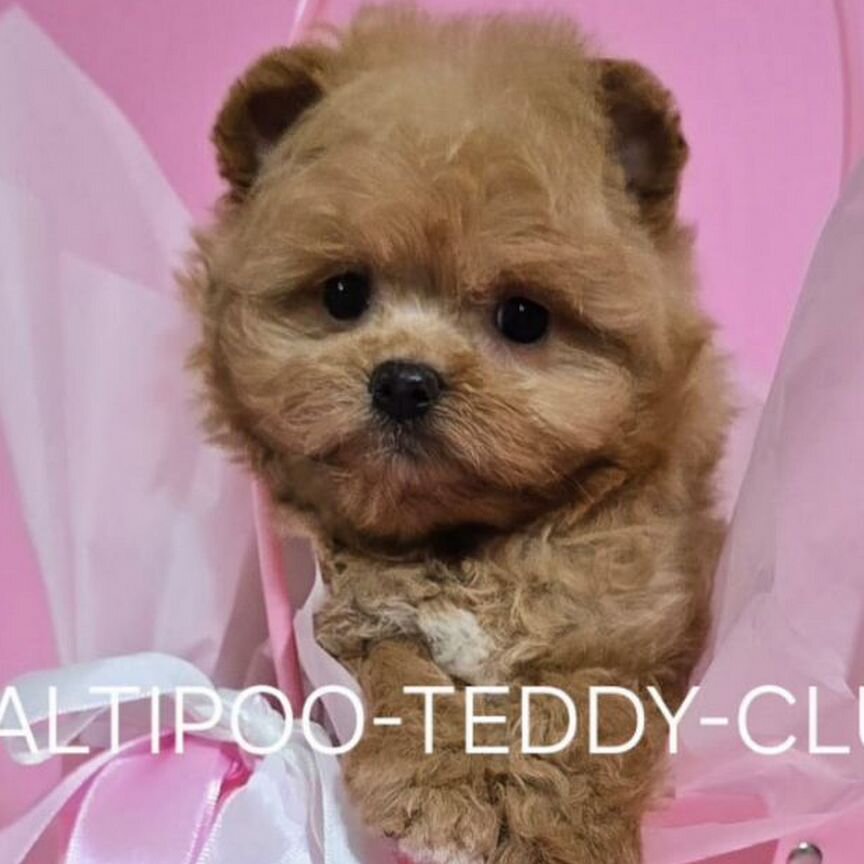 Мальтипу, щенок