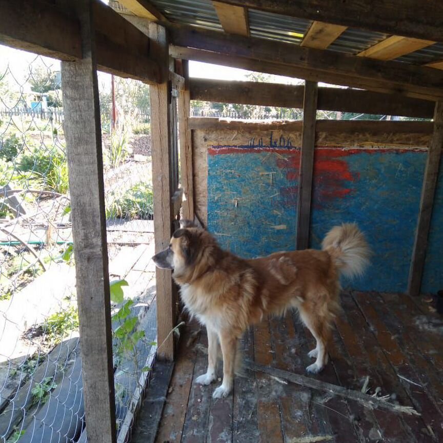 Собака в добрые руки отдам бесплатно