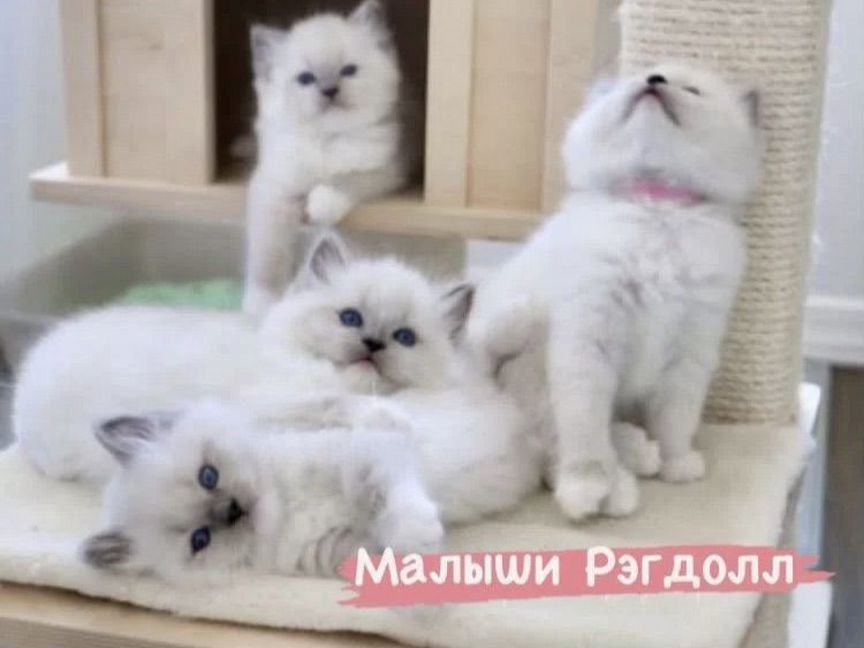 Ragdoll малышки