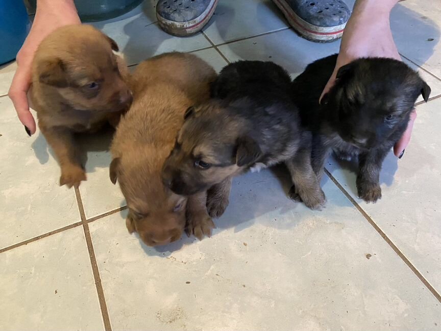 Отдам в добрые руки