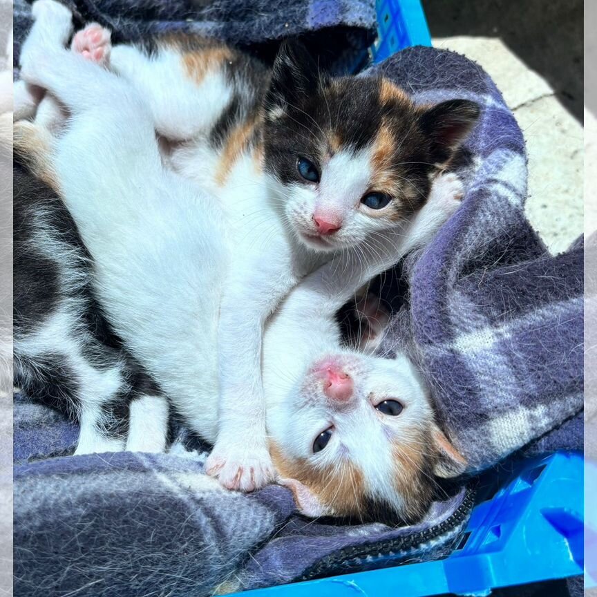 Котята в добрые руки бесплатно