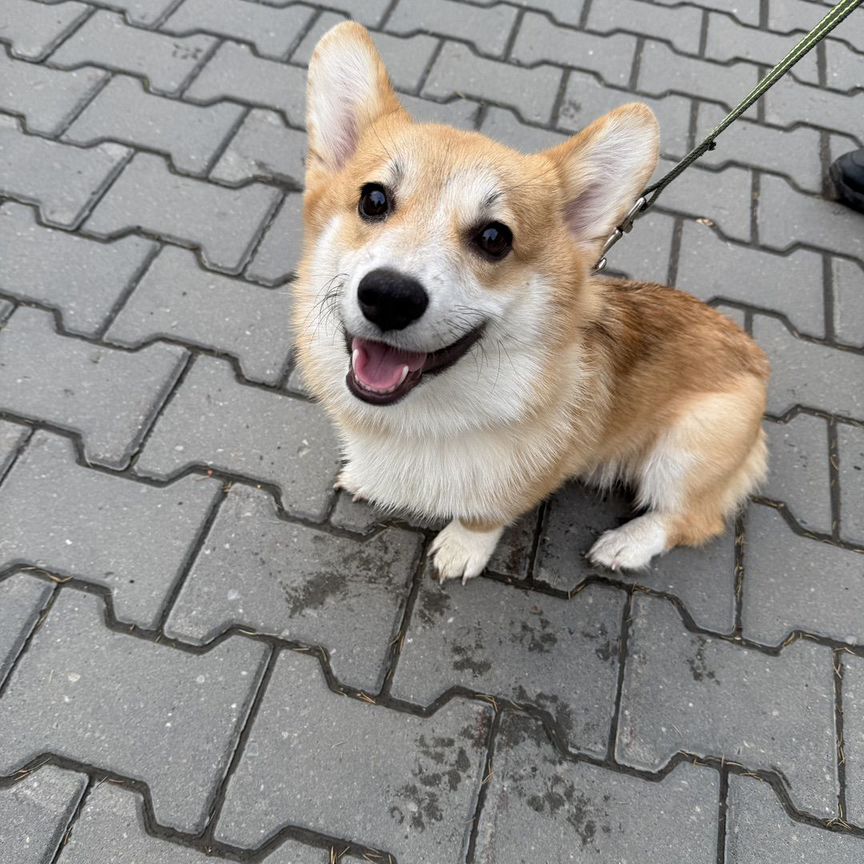 Вельш-корги пемброк