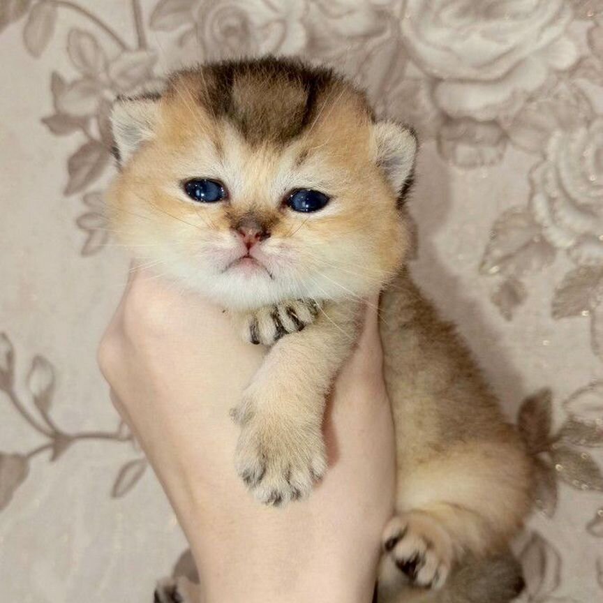 Шотландские золотые котомалыши