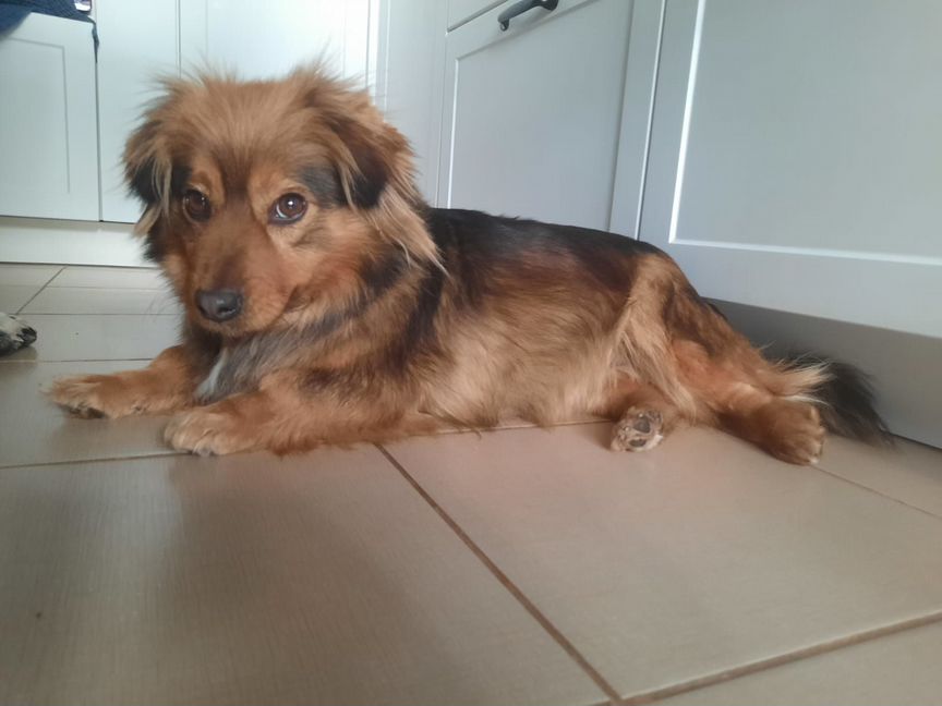 Маленькая собака в добрые руки