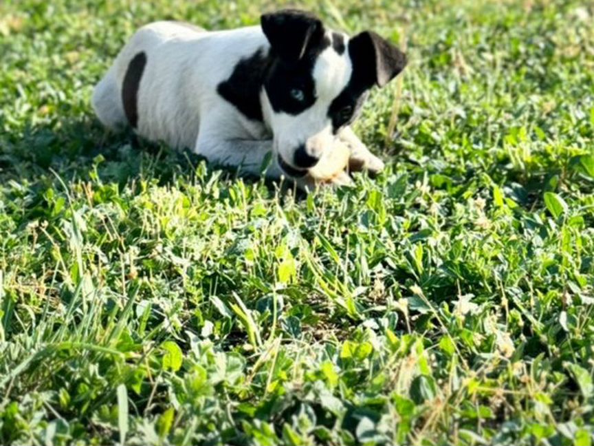 Щенулька в добрые руки