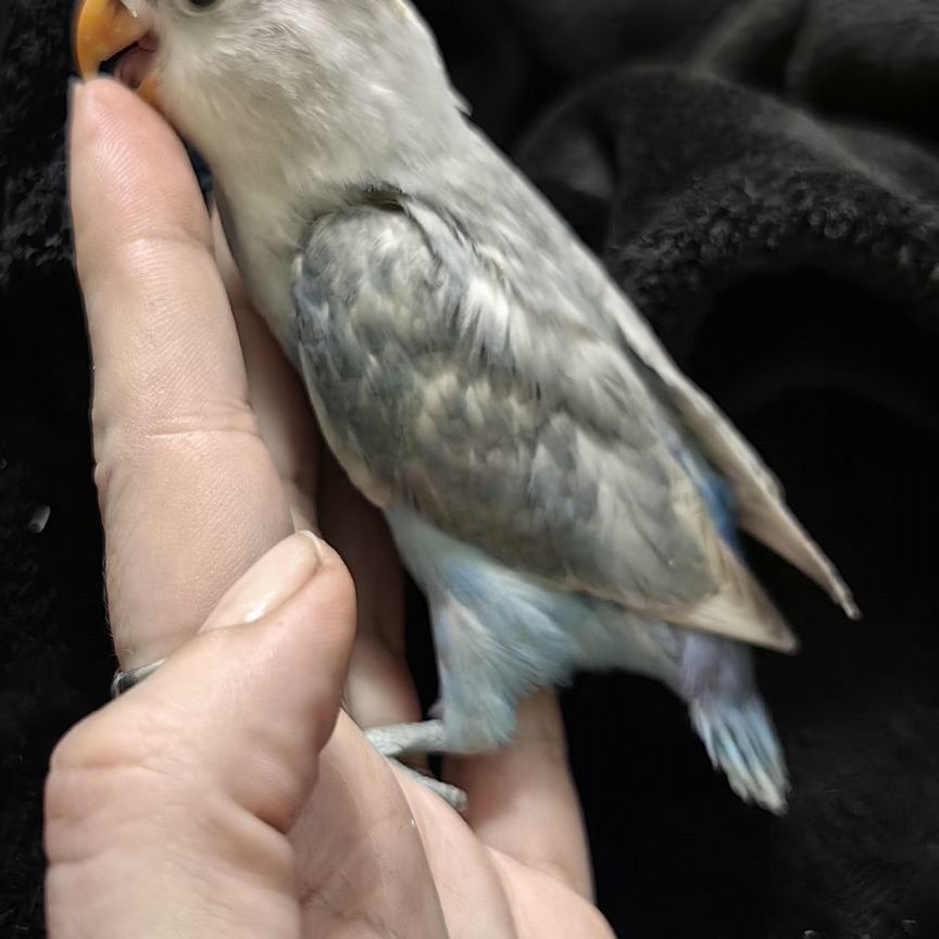 Попугай неразлучник