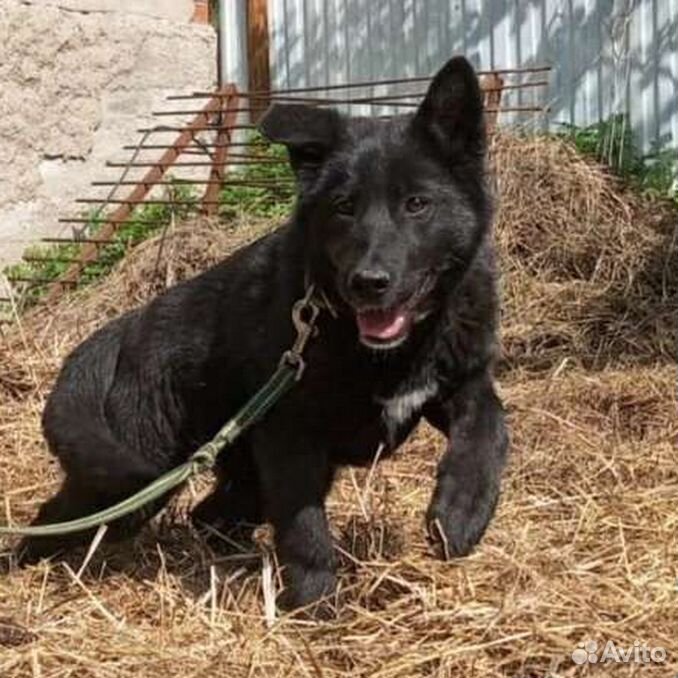 Собака в добрые руки помесь лайки