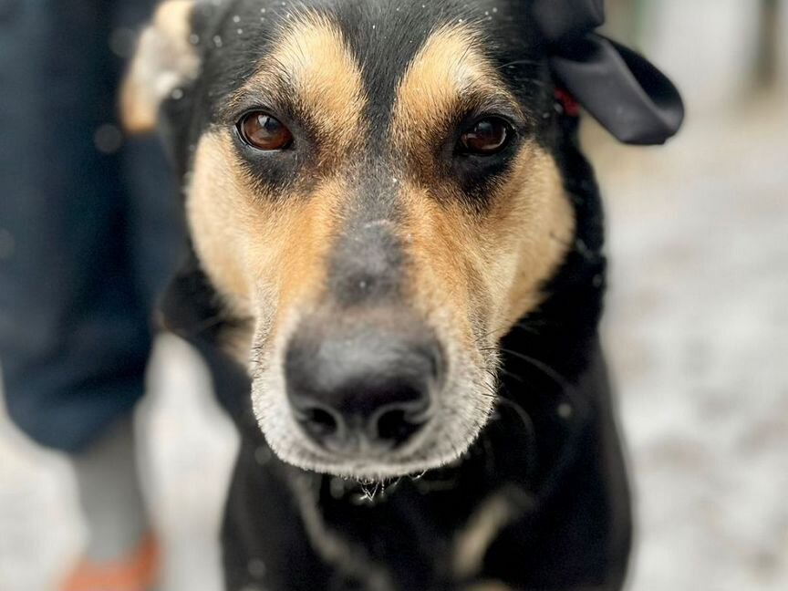 Мэй из приюта ищет дом